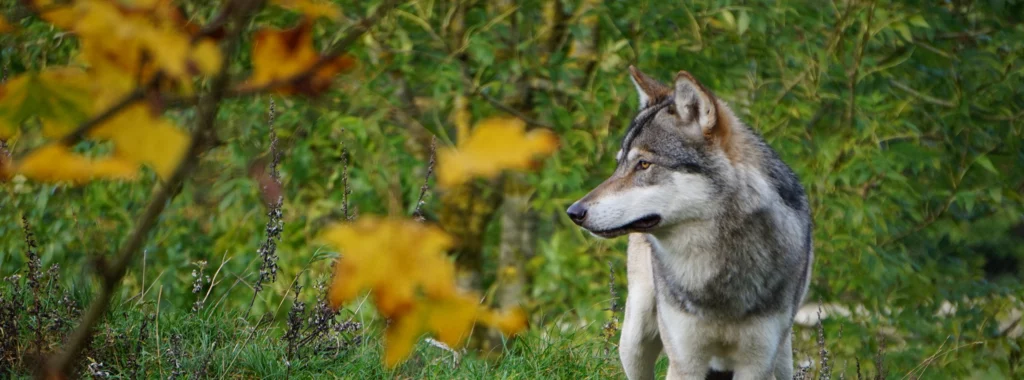 Ulven er tilbage i Danmark - Skandinavisk Dyrepark